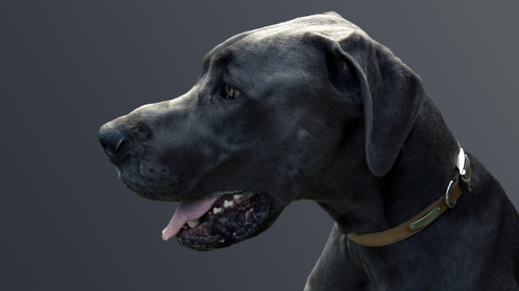 Top Dog Breeds For Apartment And Small Space Living top-dog-breeds-for-apartment-and-small-space-living